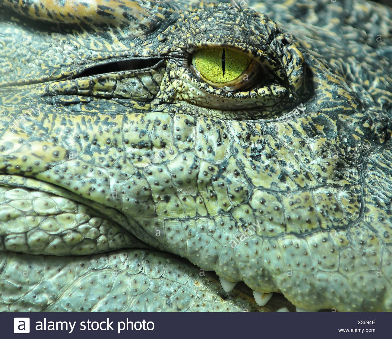 Pitiless Stock Photos & Pitiless Stock Images - Alamy