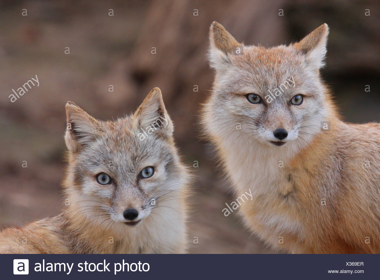 Swift Fox High Resolution Stock Photography and Images - Alamy