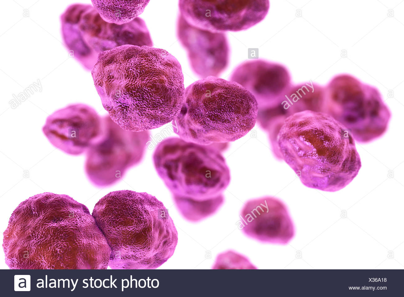 Coccobacillus High Resolution Stock Photography and Images - Alamy