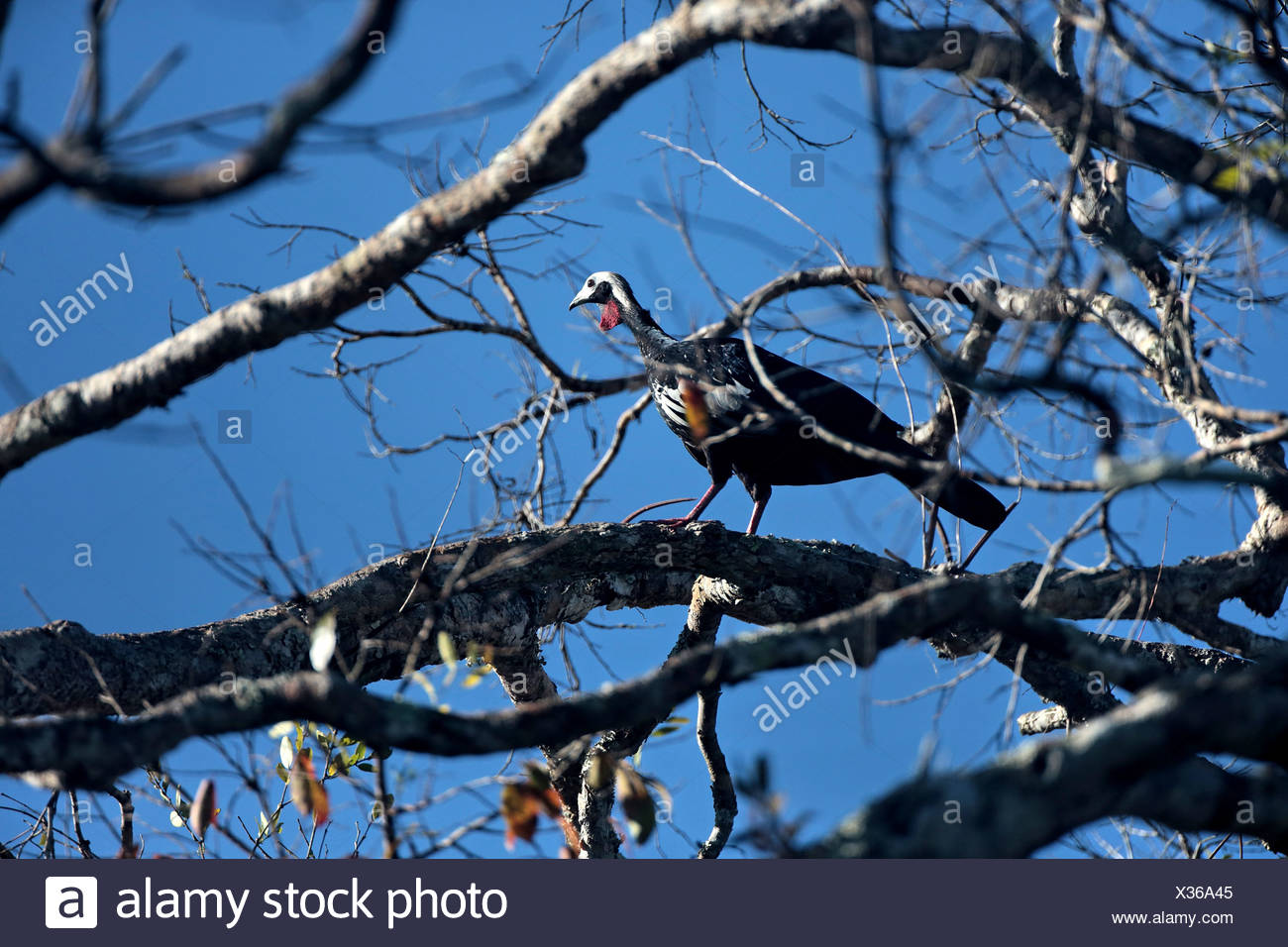 Guan Tree High Resolution Stock Photography and Images - Alamy
