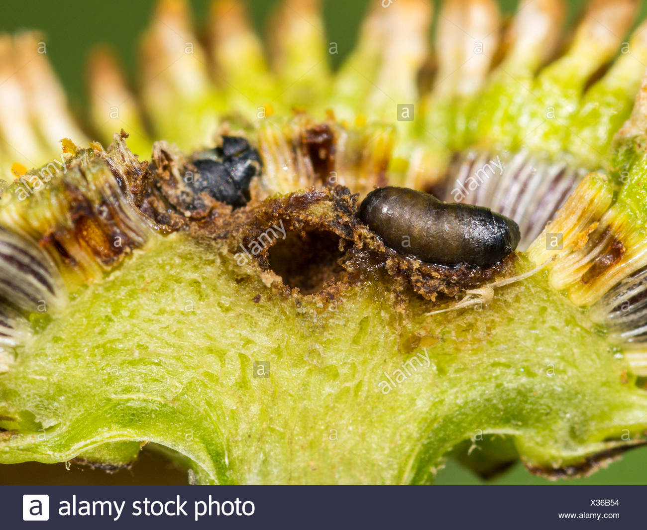 Cross Section Of The Head Lateral View High Resolution Stock ...