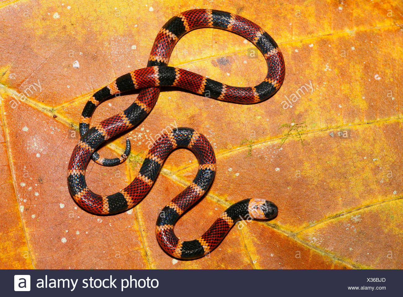 Micrurus Alleni High Resolution Stock Photography and Images - Alamy