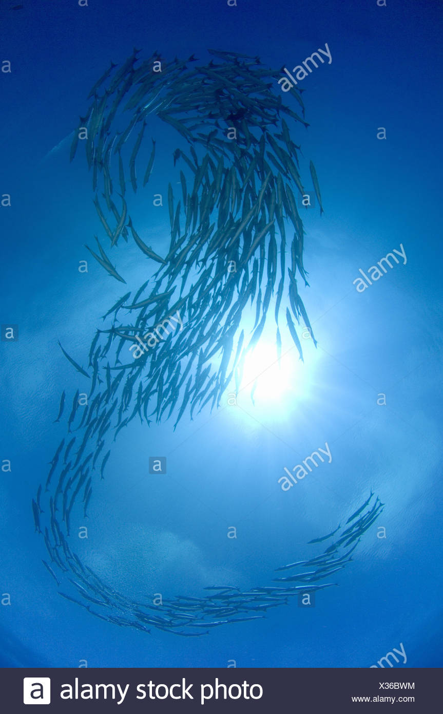 Shoaling High Resolution Stock Photography and Images - Alamy