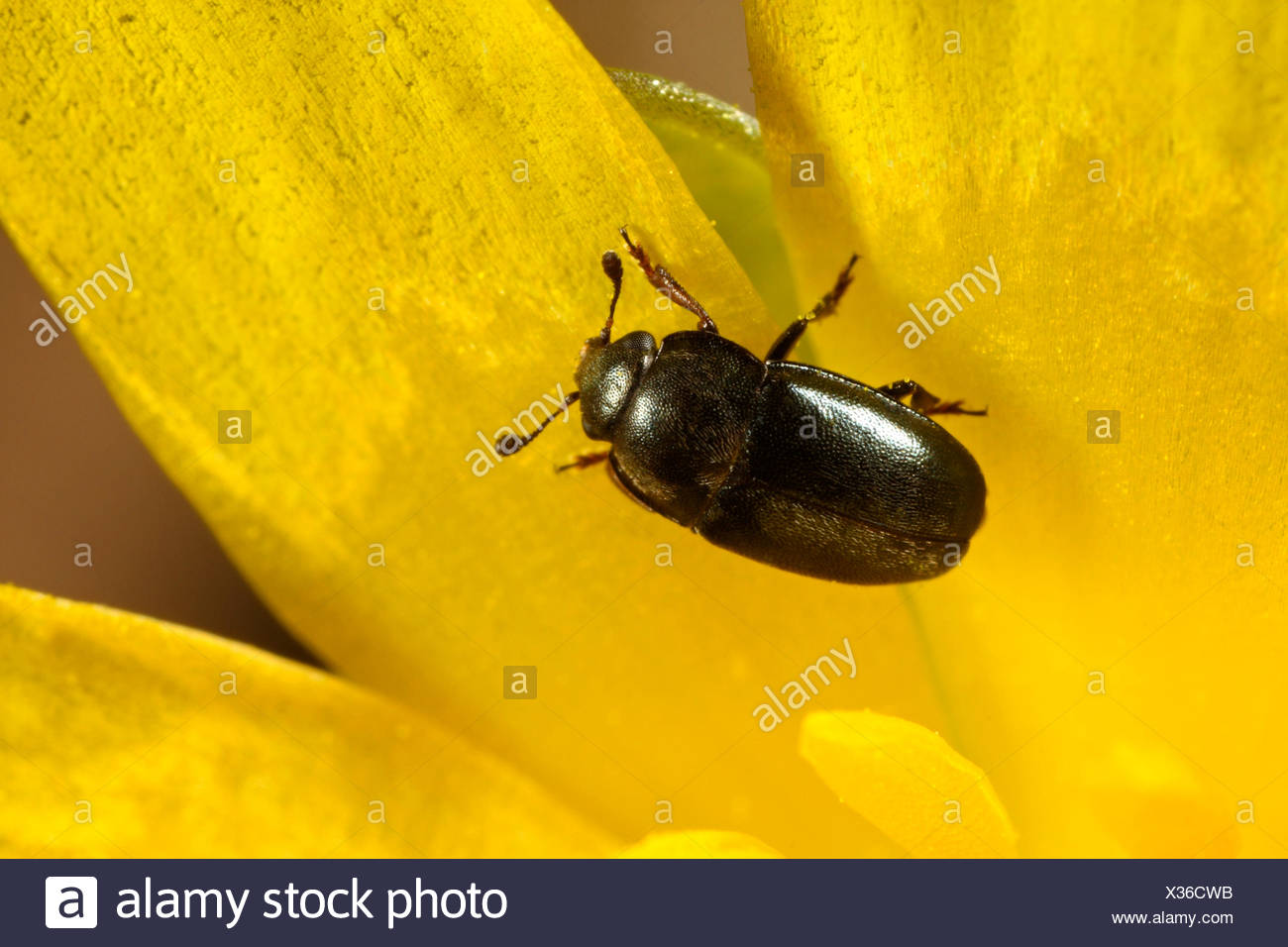 Pollen Beetle High Resolution Stock Photography and Images - Alamy