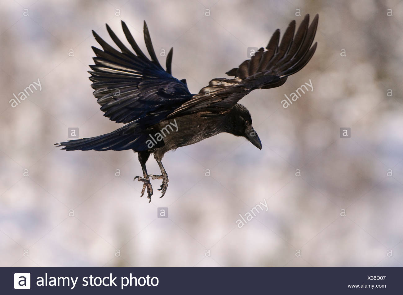 Common Raven In Full Flight Stock Photos & Common Raven In Full Flight ...