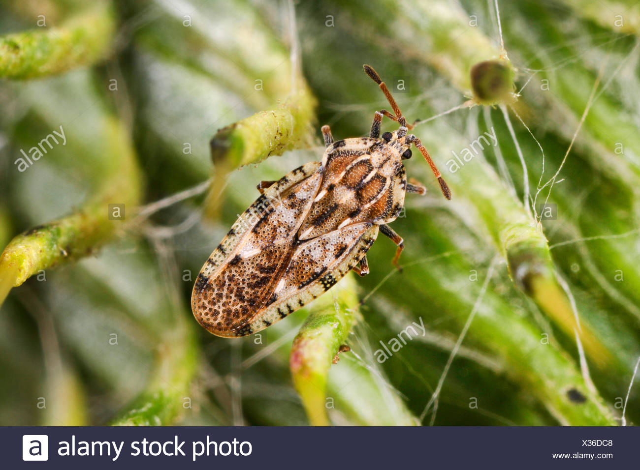 Tingis Cardui High Resolution Stock Photography and Images - Alamy
