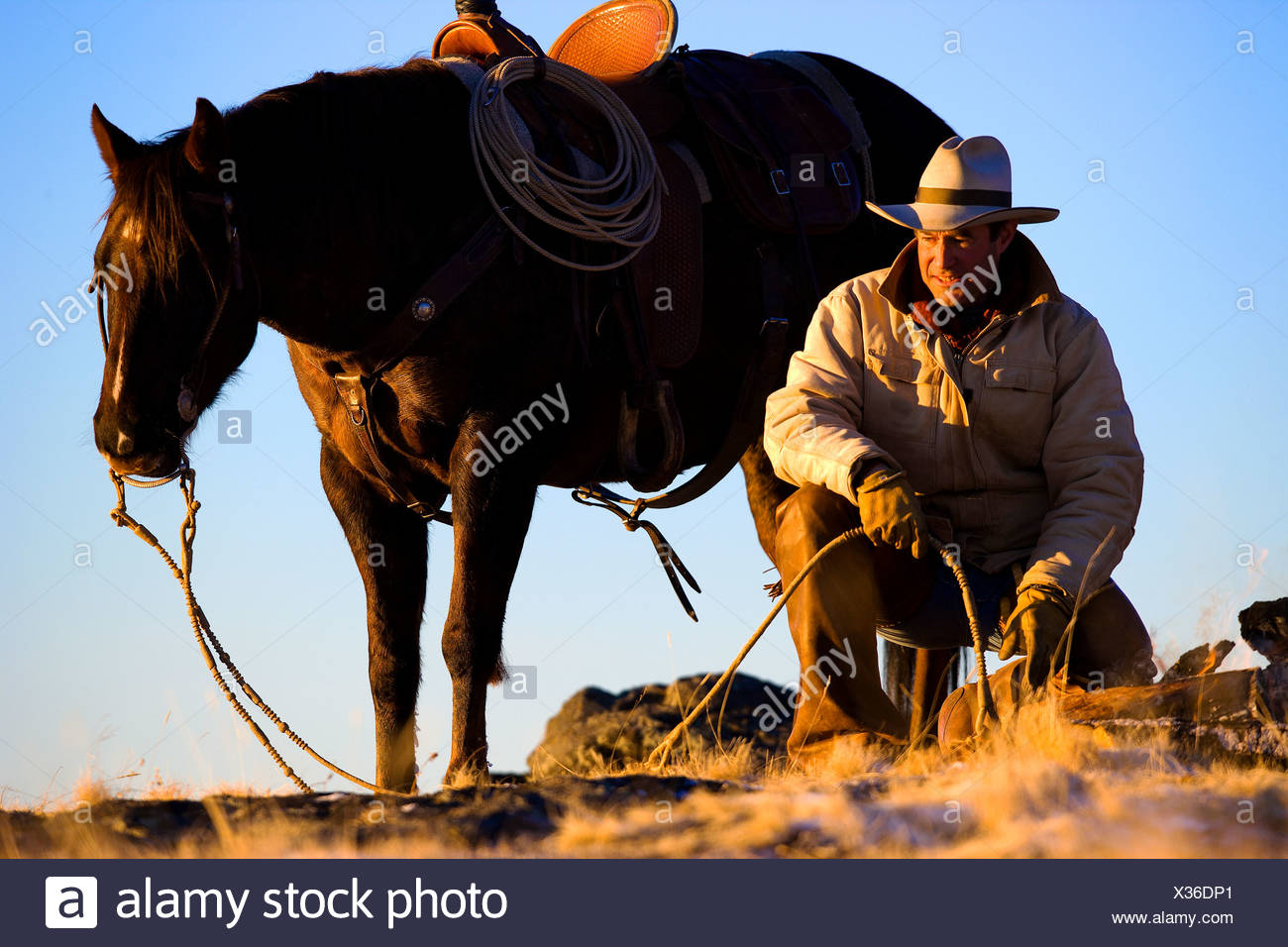 Working Cowboy High Resolution Stock Photography and Images - Alamy