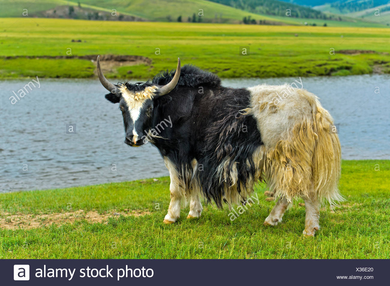 Mongolian Yak High Resolution Stock Photography and Images - Alamy