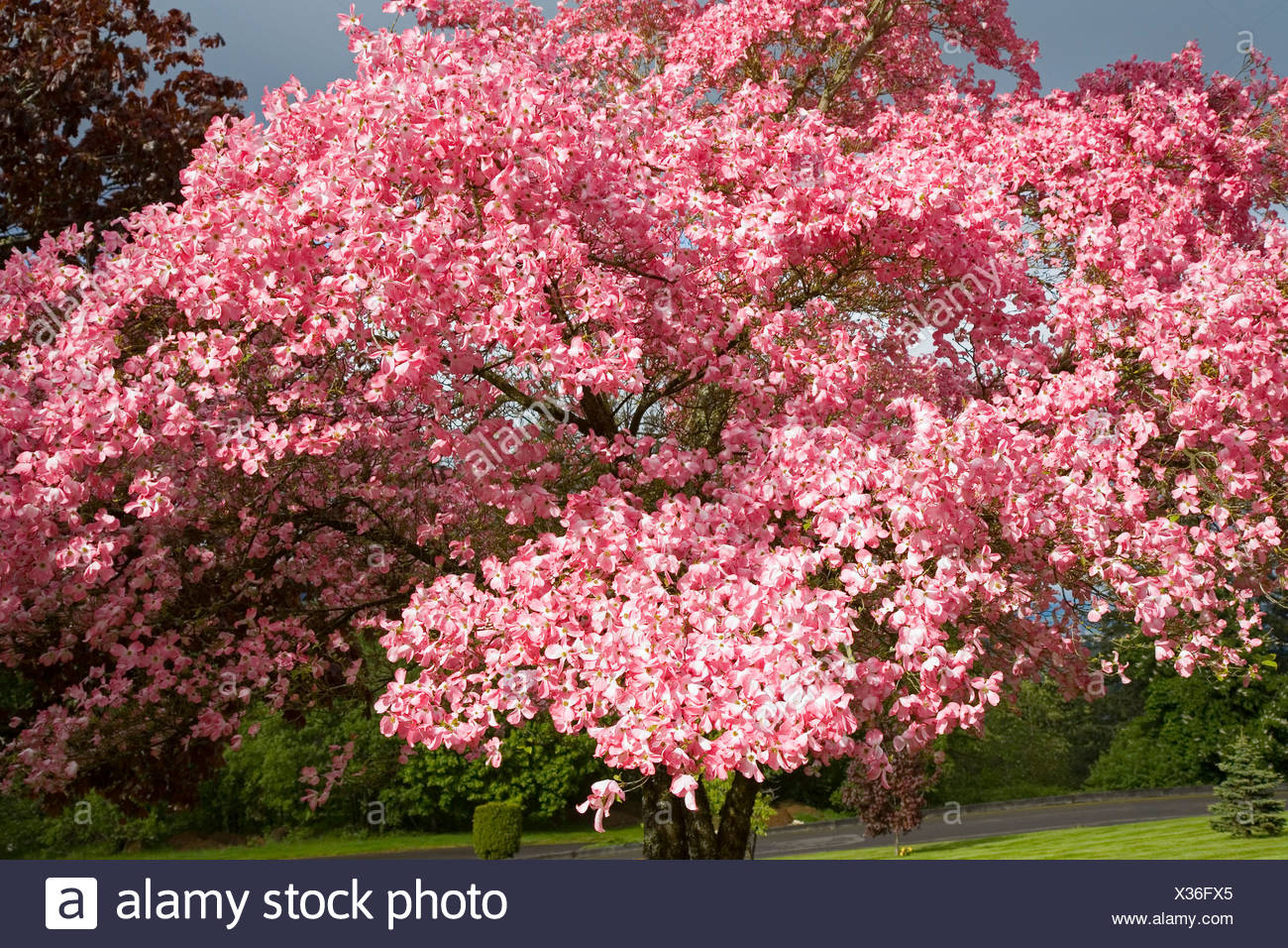 Flower Dogwood High Resolution Stock Photography and Images - Alamy