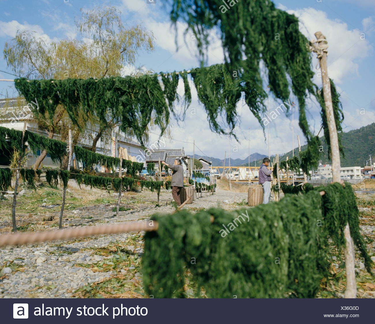 Drying Seaweed Japan High Resolution Stock Photography and Images - Alamy
