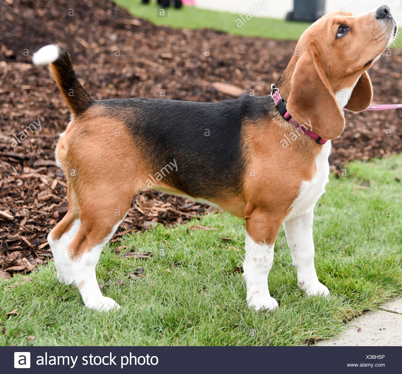 Beagle Standing High Resolution Stock Photography and Images - Alamy