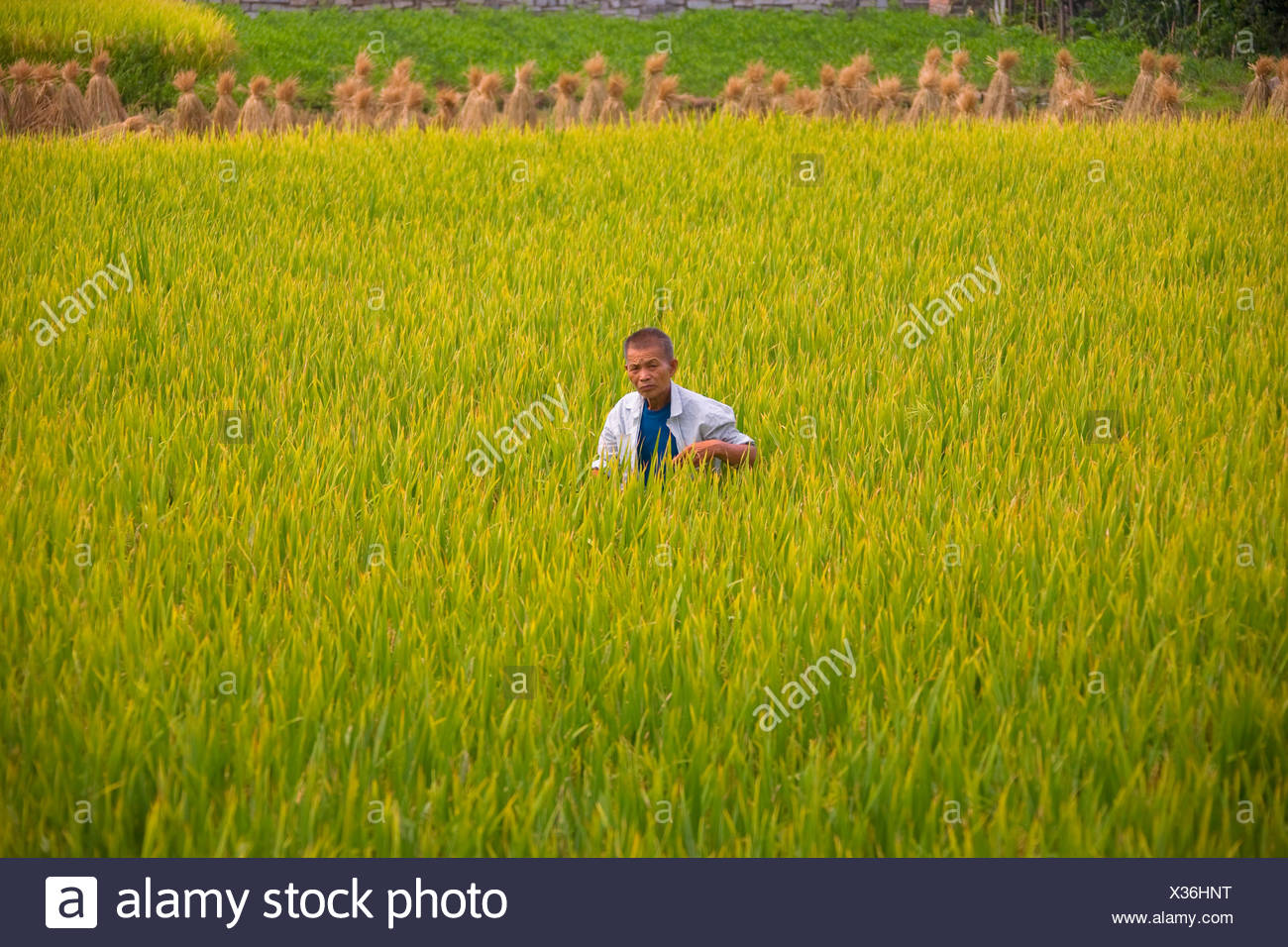 China Rice Paddy Worker High Resolution Stock Photography and Images ...