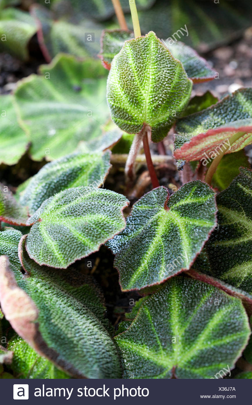 Mutata High Resolution Stock Photography and Images - Alamy