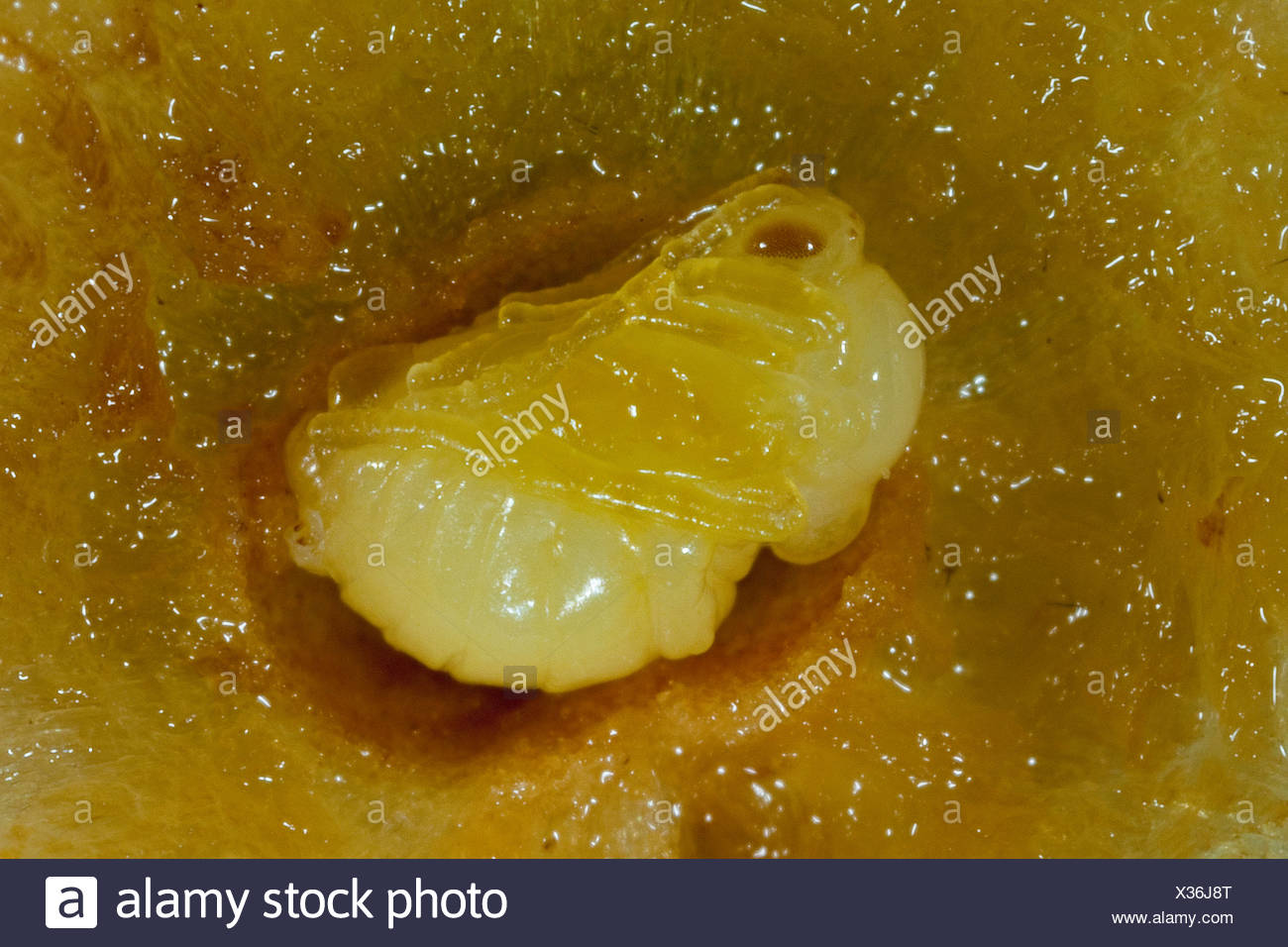Gall At An Oak Leaf High Resolution Stock Photography and Images - Alamy
