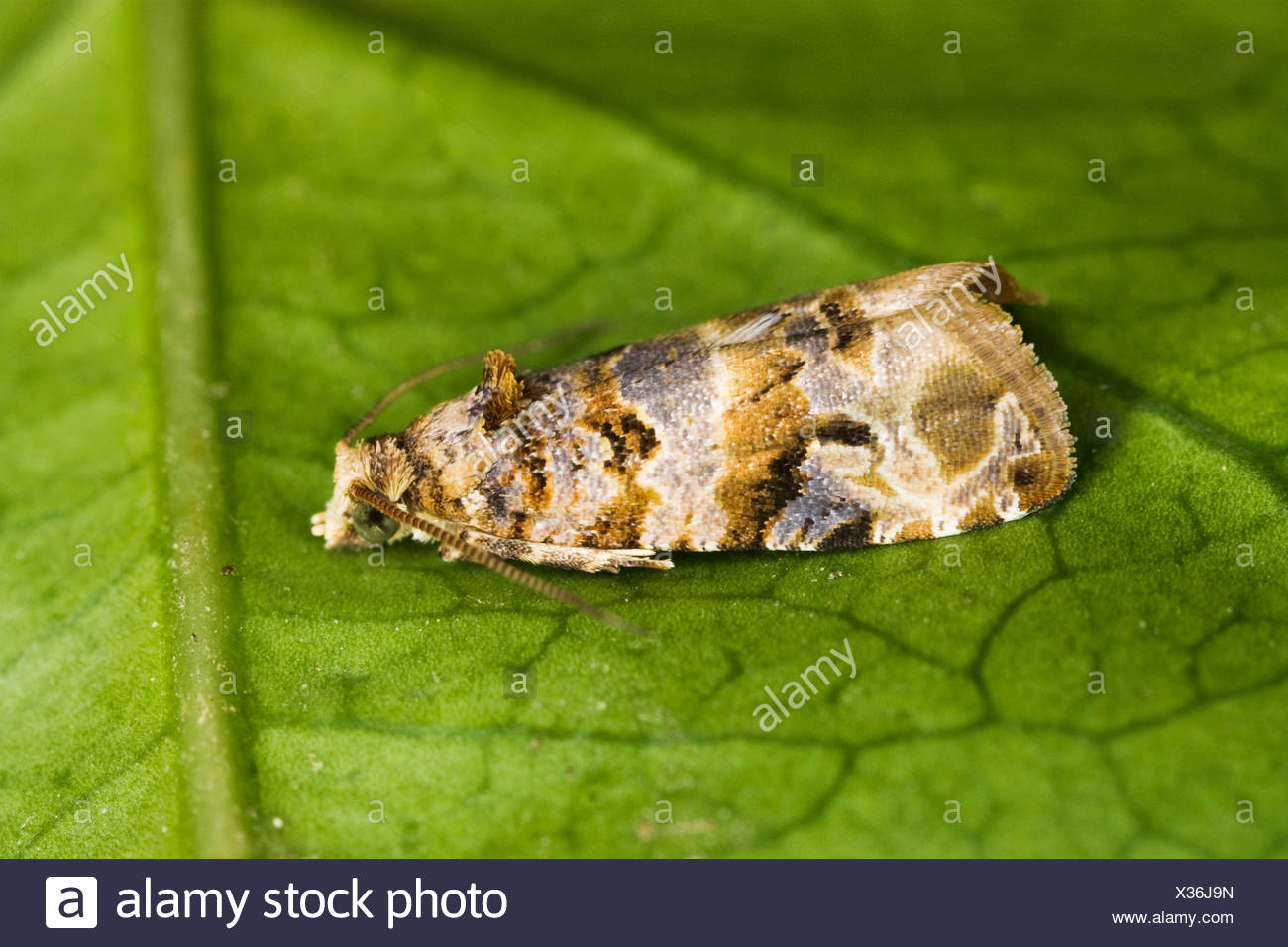 Botrana High Resolution Stock Photography and Images - Alamy