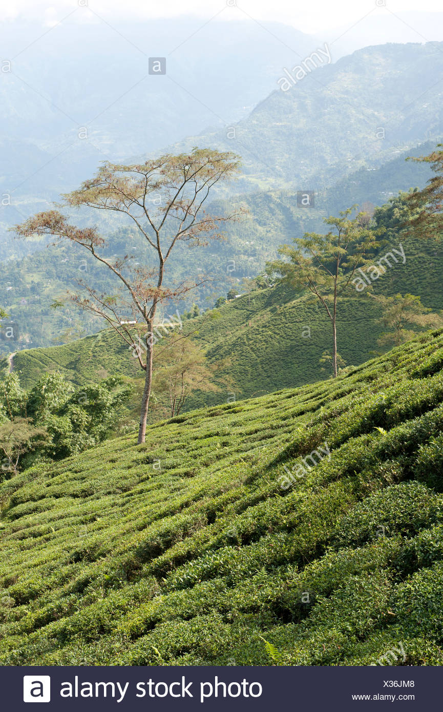 Darjeeling Tea Plantation High Resolution Stock Photography and Images ...