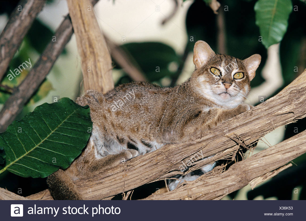 Prionailurus Rubiginosus High Resolution Stock Photography and Images ...