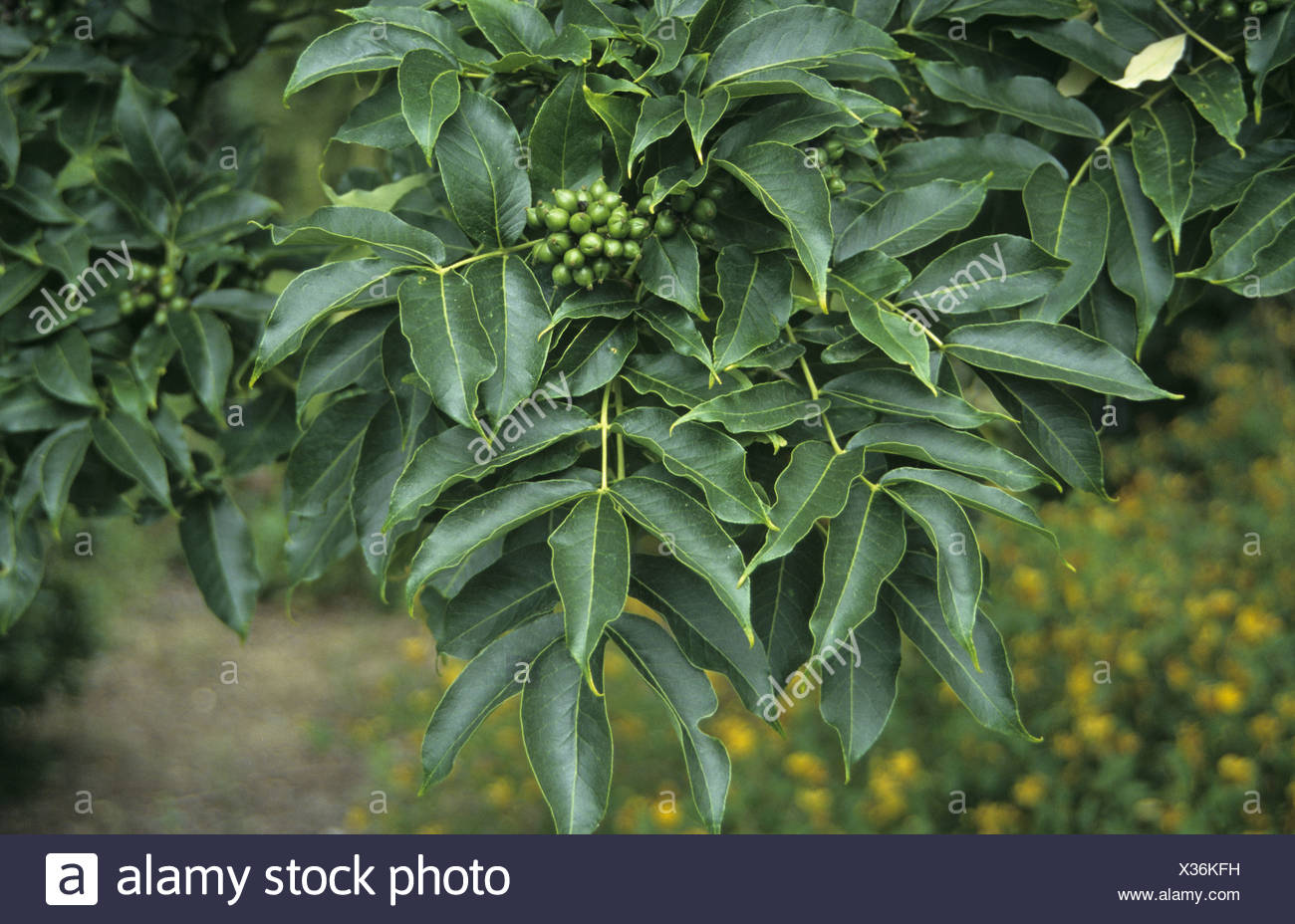 Chinese Cork Tree High Resolution Stock Photography and Images - Alamy