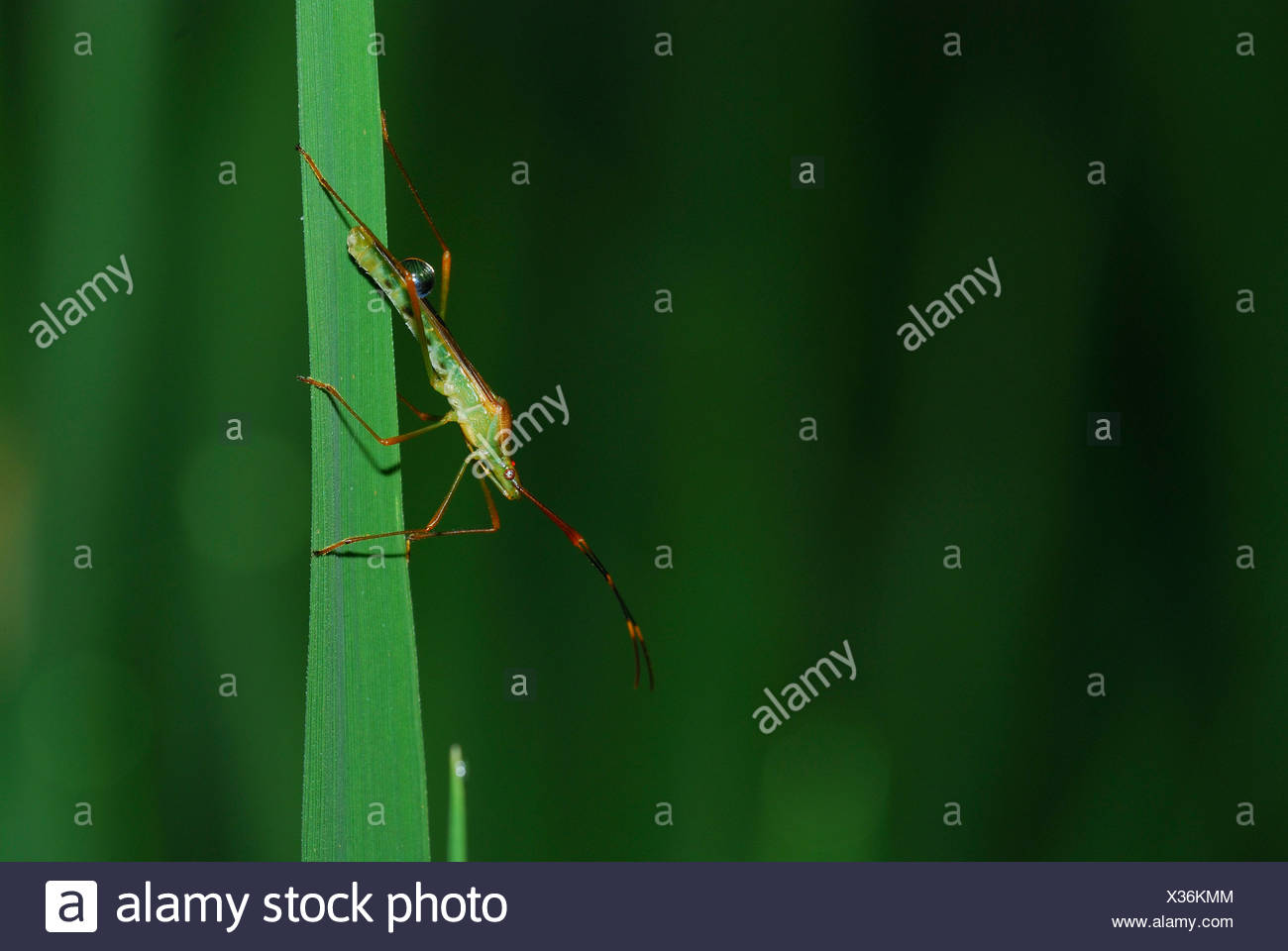 Rice Pest Stock Photos & Rice Pest Stock Images - Alamy