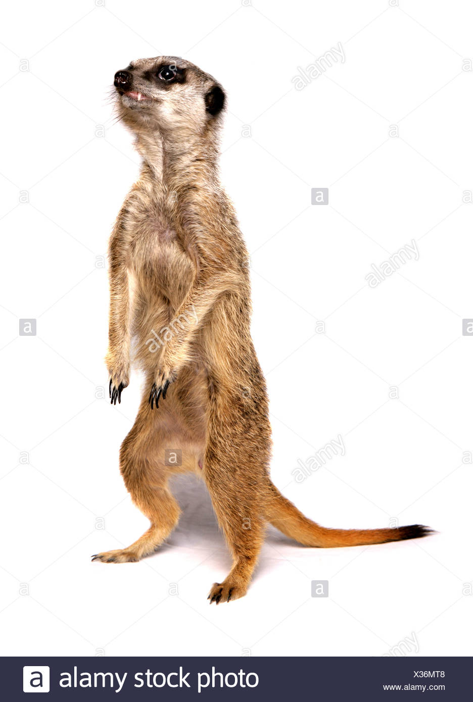 Suricat Suricate High Resolution Stock Photography and Images - Alamy