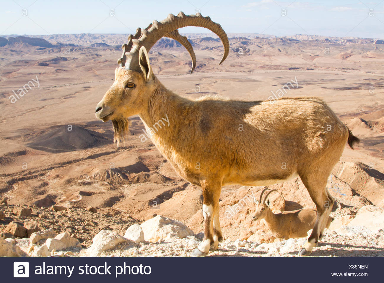 Ibexes High Resolution Stock Photography and Images - Alamy