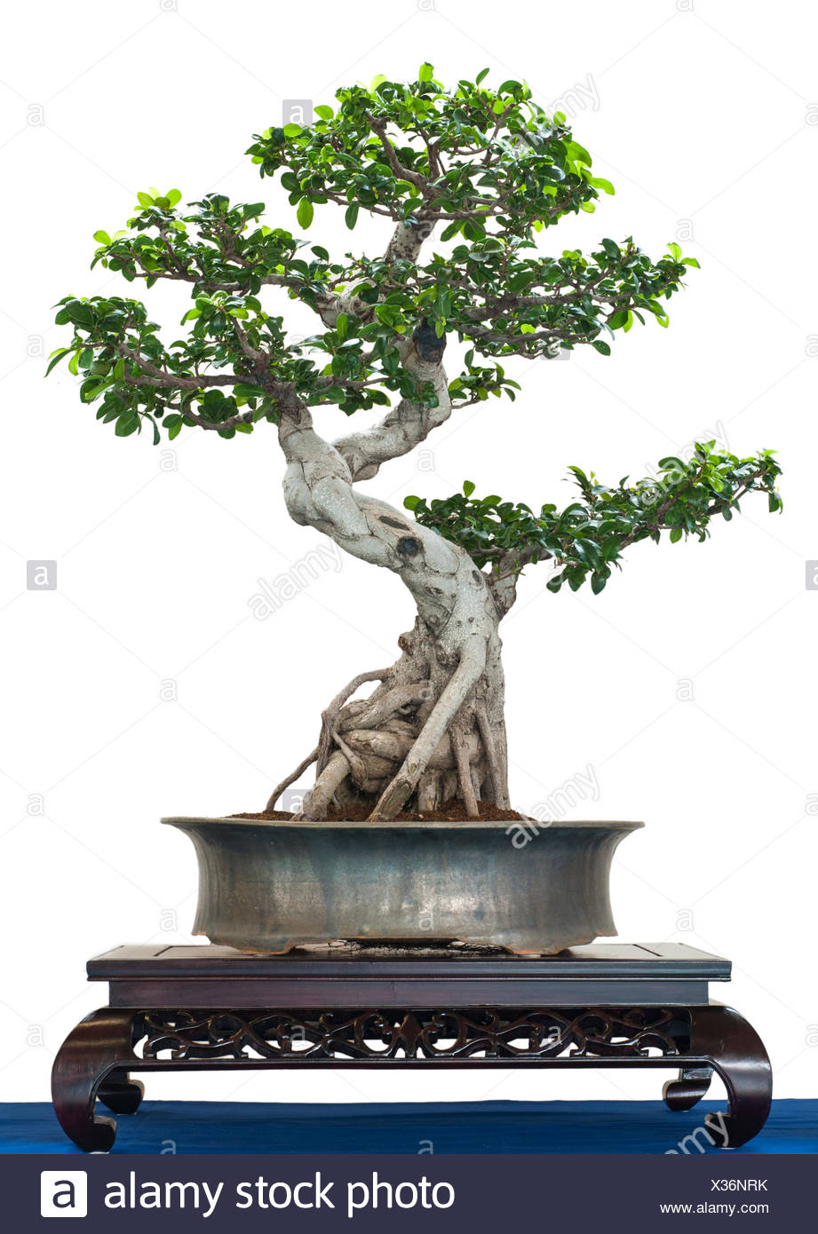 Chinese Banyan High Resolution Stock Photography and Images - Alamy