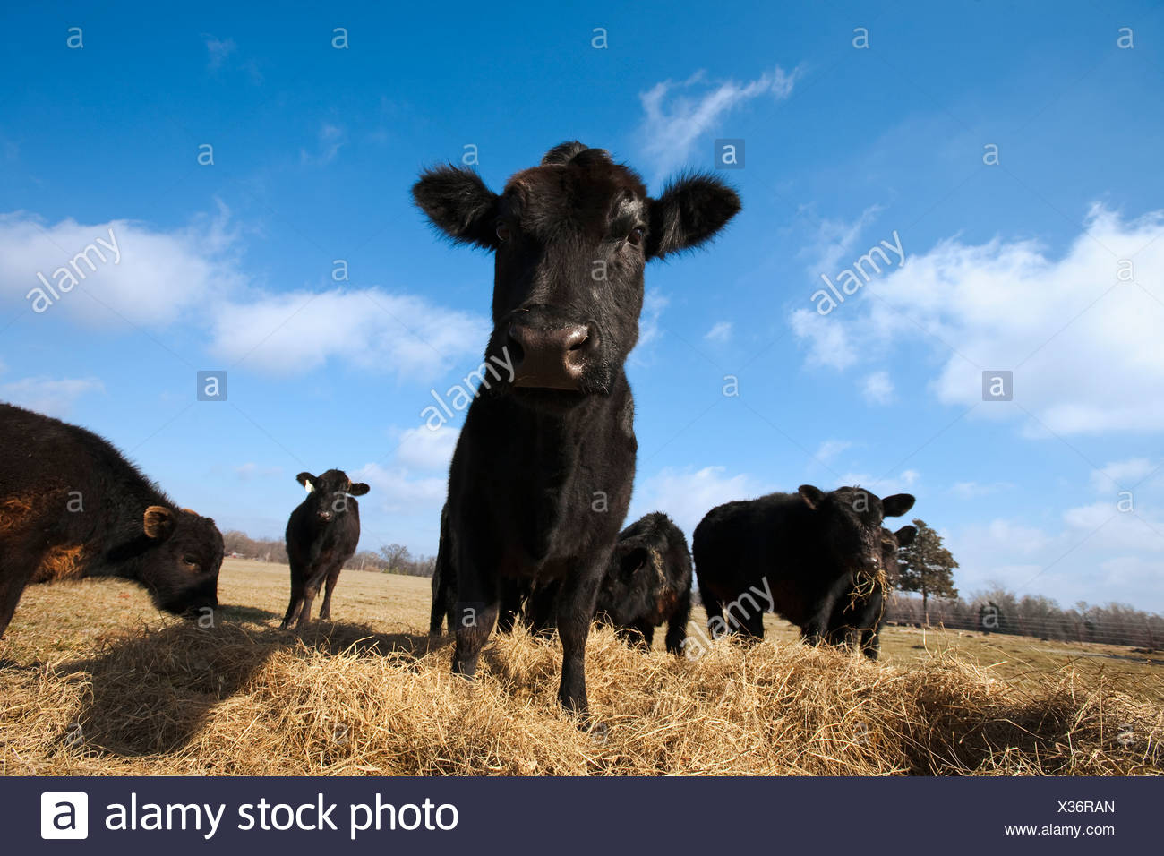 Black Angus Cattle Cows Grazing Stock Photos & Black Angus Cattle Cows ...