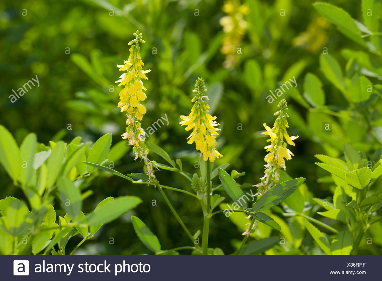 Ribbed Melilot High Resolution Stock Photography and Images - Alamy