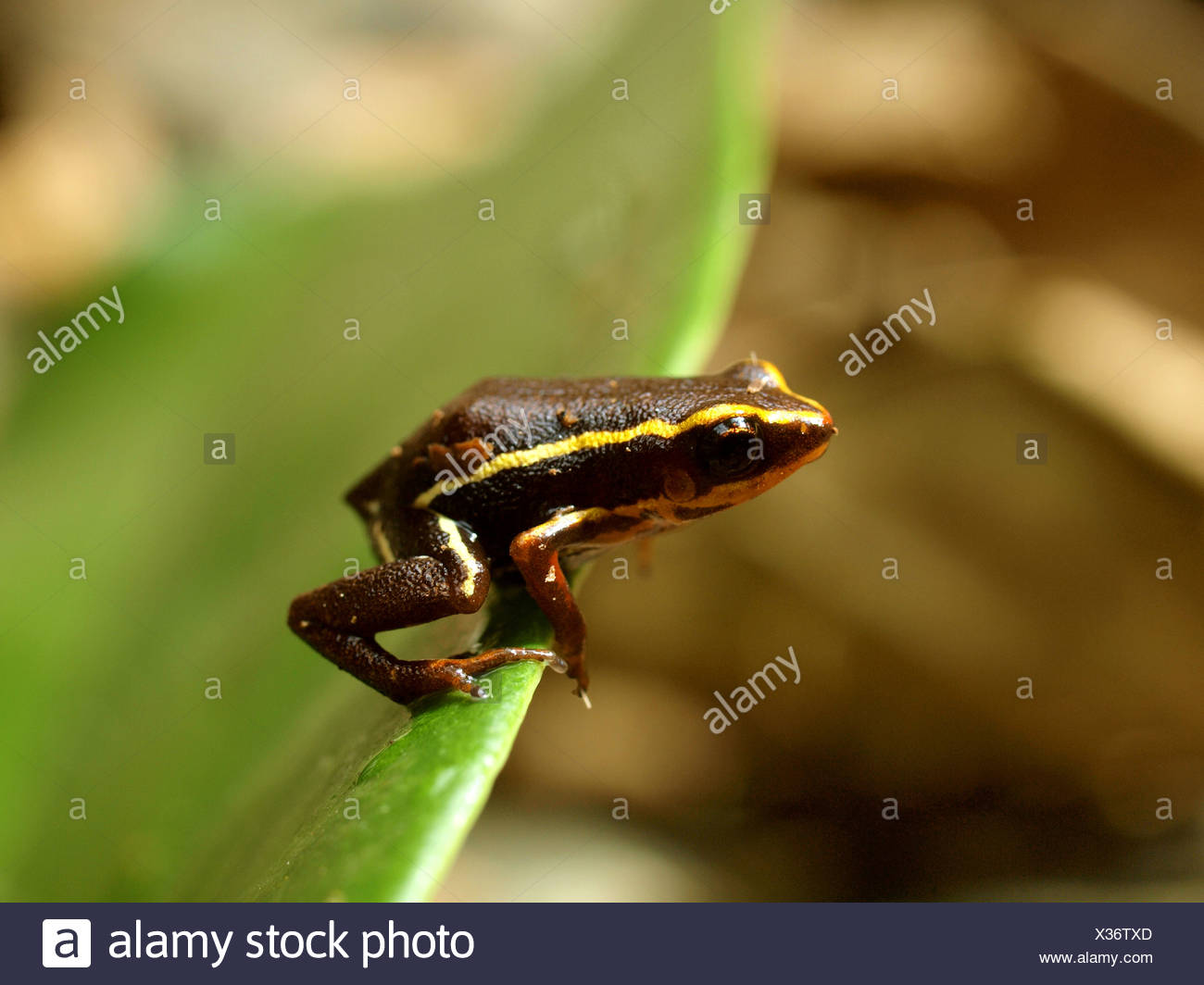 Eleutherodactylus Stock Photos & Eleutherodactylus Stock Images - Alamy