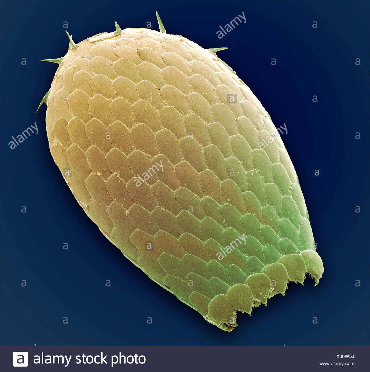 Amoeba Micrograph High Resolution Stock Photography and Images - Alamy