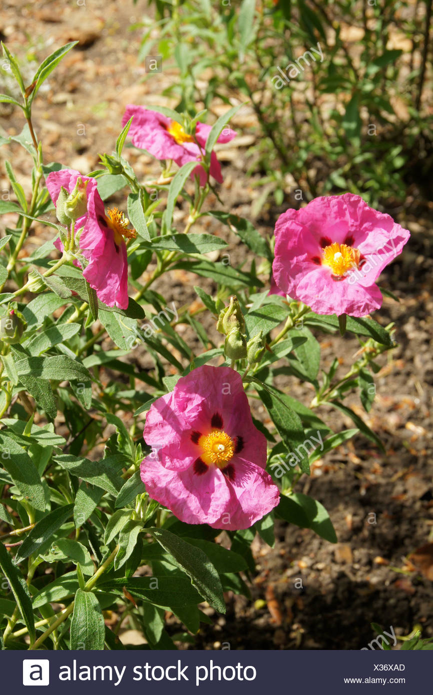 Rockroses High Resolution Stock Photography and Images - Alamy