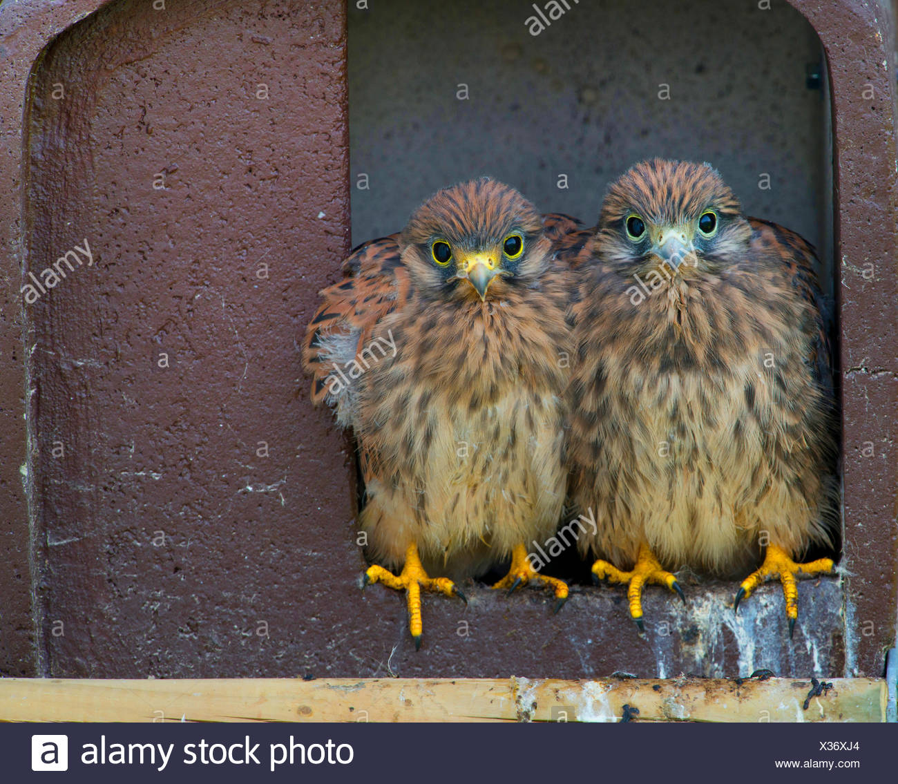 Common Boxes High Resolution Stock Photography and Images - Alamy