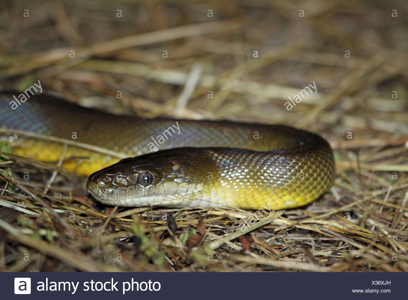 Australia Snake Grass High Resolution Stock Photography and Images - Alamy