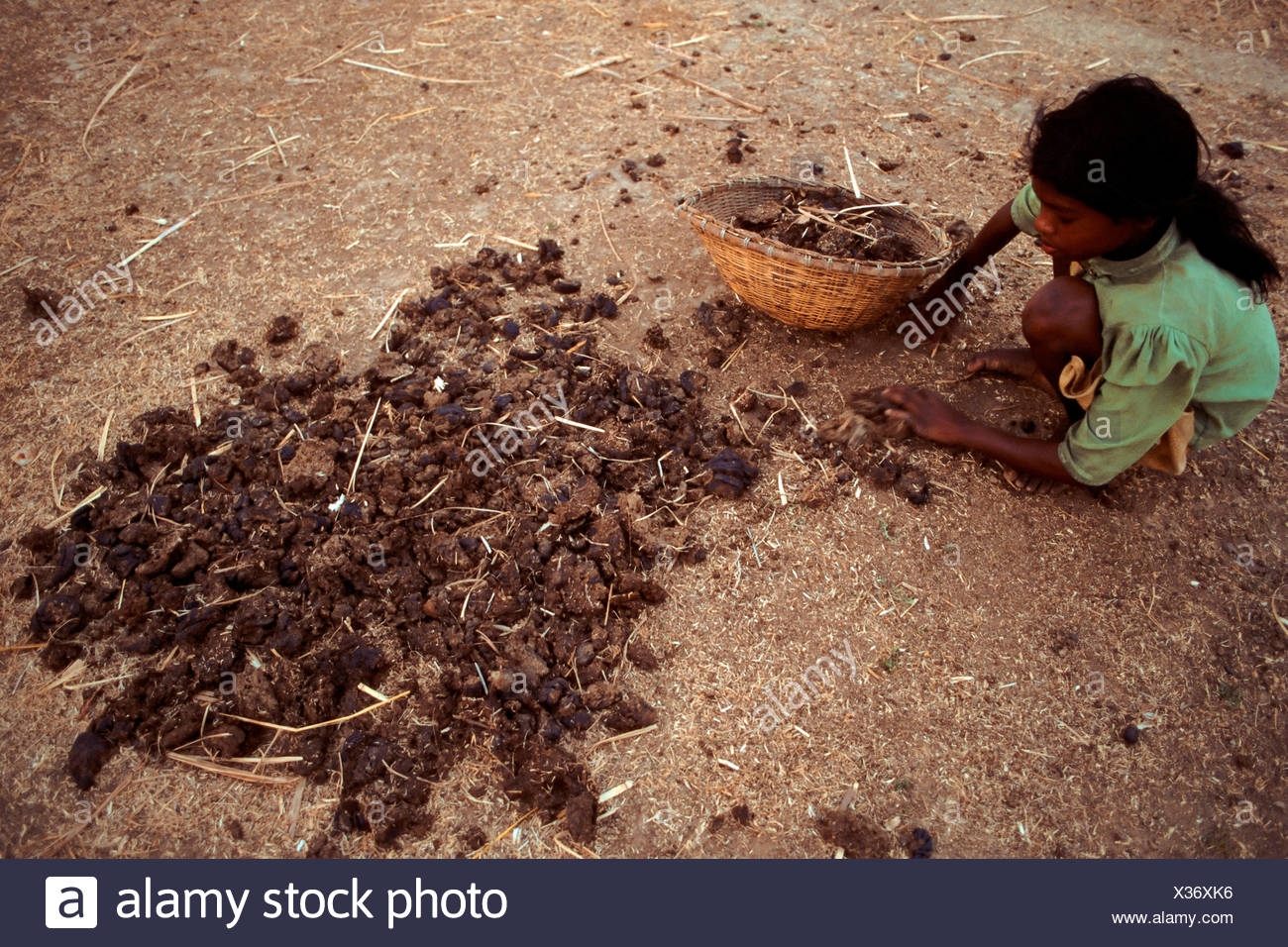 Girl With Cow Dung Stock Photos & Girl With Cow Dung Stock Images - Alamy