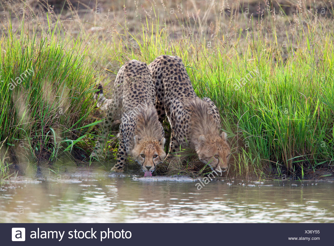 Animal Drinking Water Stream River High Resolution Stock Photography ...