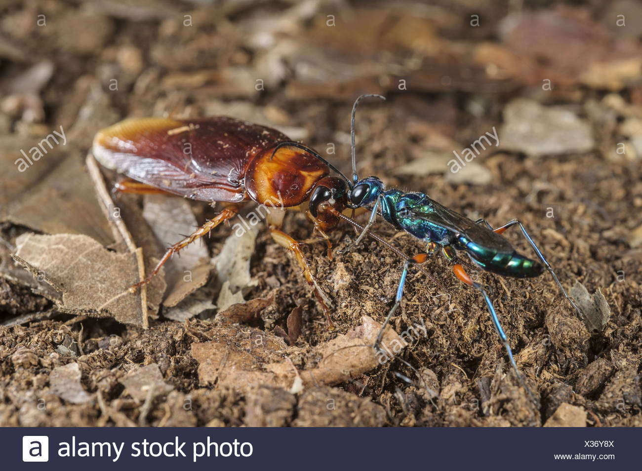 Female American Cockroach High Resolution Stock Photography and Images ...
