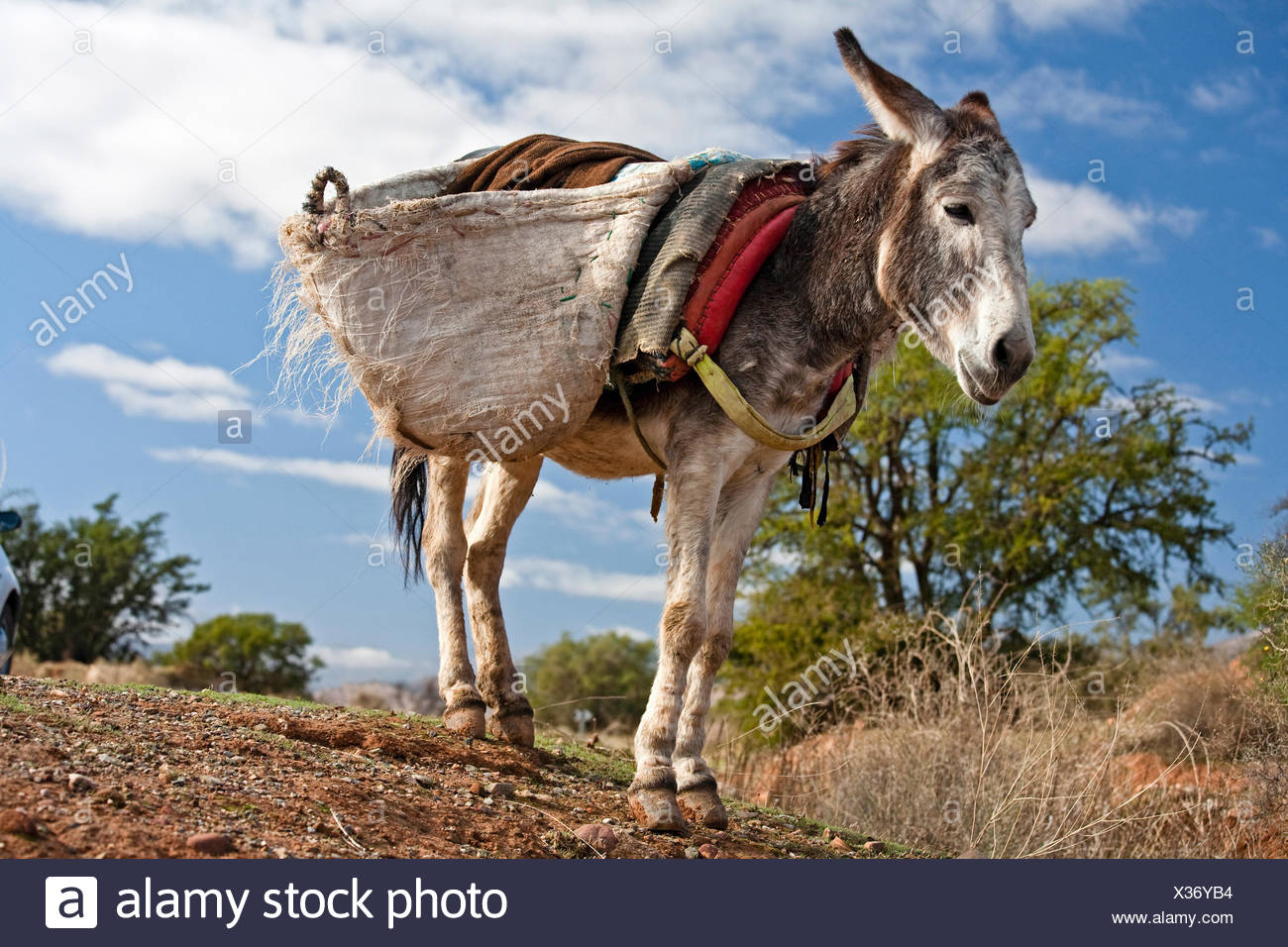 Donkey Burden High Resolution Stock Photography and Images - Alamy