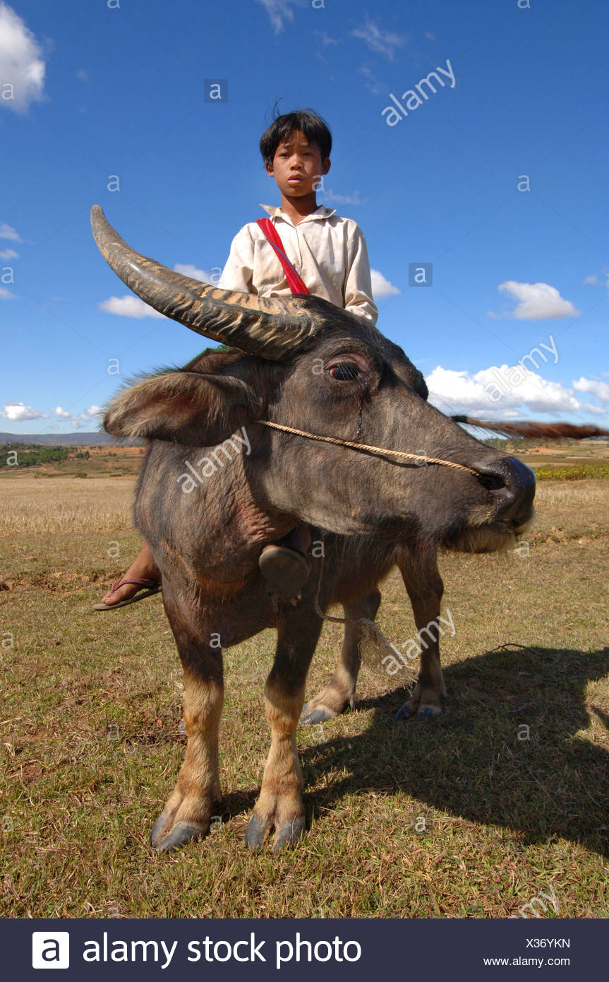 A Boy Riding A Water Buffalo High Resolution Stock Photography and ...