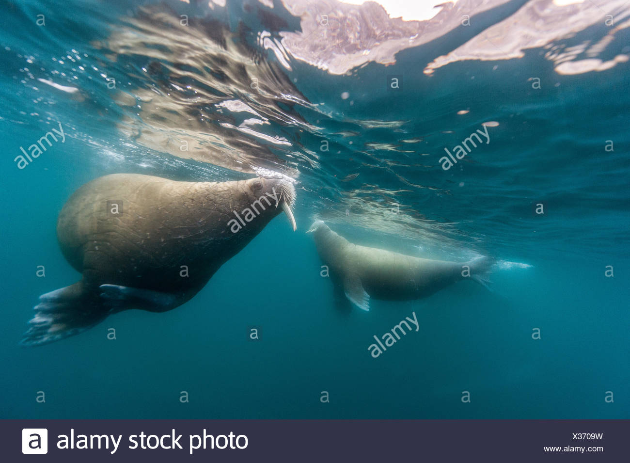 Walrus Swimming High Resolution Stock Photography and Images - Alamy