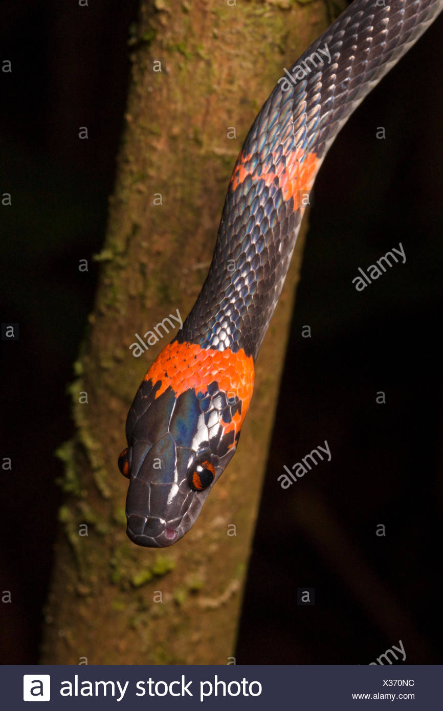 False Coral Snake High Resolution Stock Photography and Images - Alamy