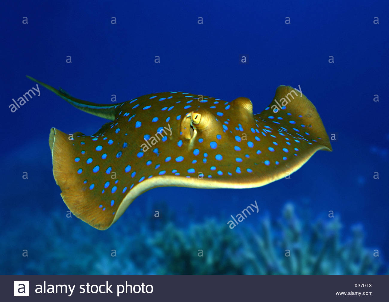 Blue Spotted Ray High Resolution Stock Photography and Images - Alamy