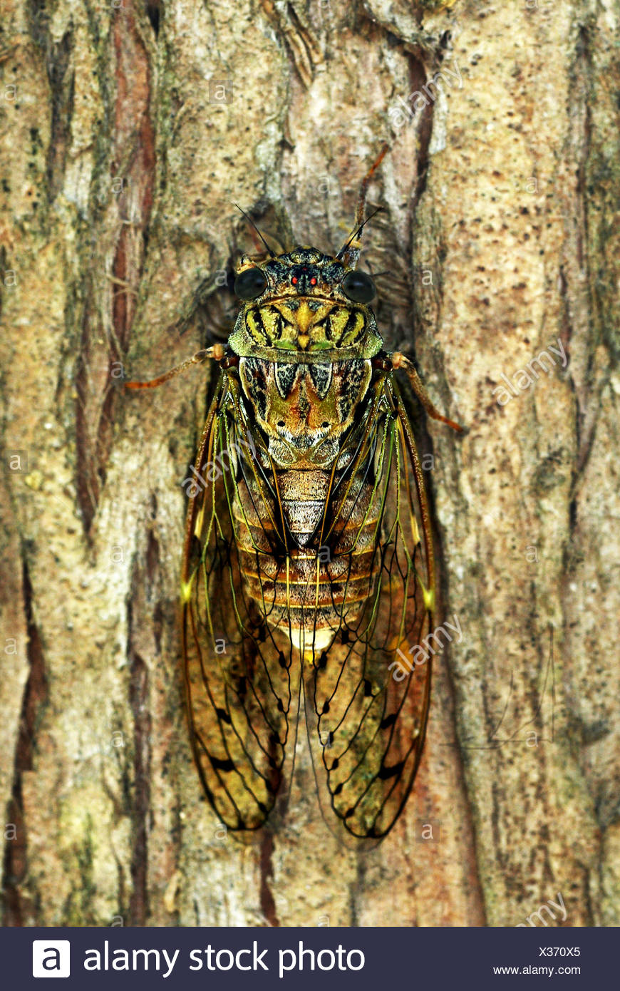 Cicada High Resolution Stock Photography and Images - Alamy