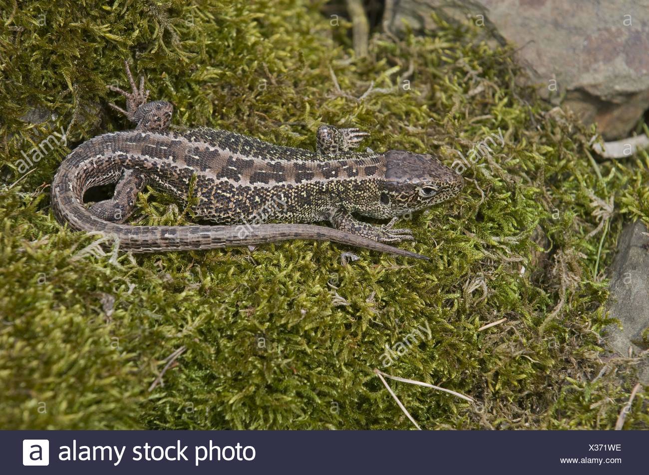 Scincomorpha High Resolution Stock Photography and Images - Alamy