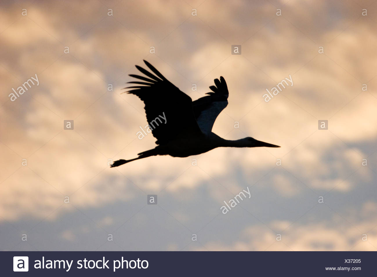 Stork Flying Silhouette High Resolution Stock Photography and Images ...