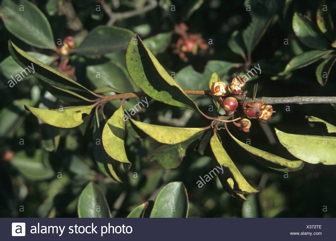 Gong An High Resolution Stock Photography and Images - Alamy