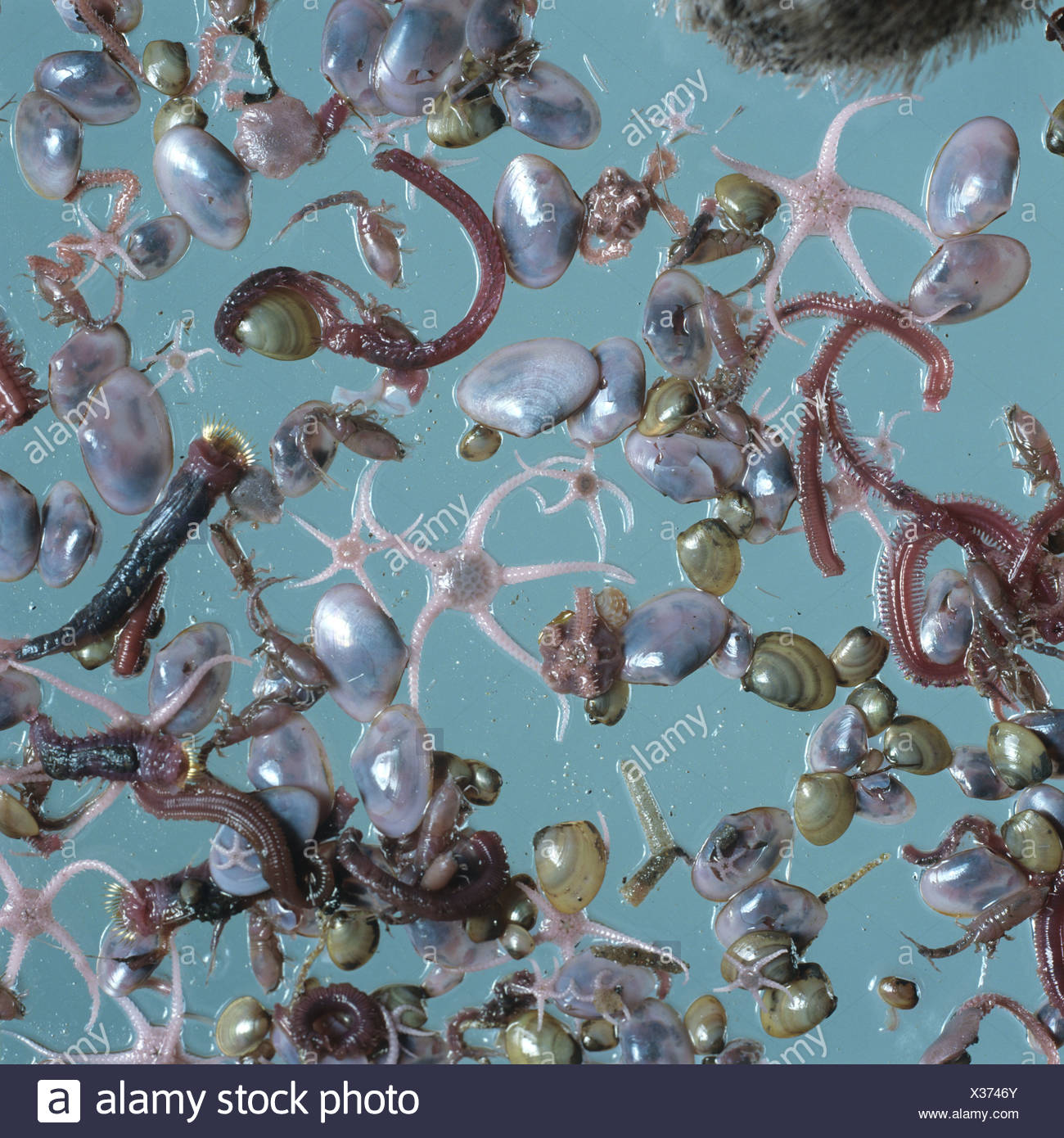 Marine Organism High Resolution Stock Photography and Images - Alamy