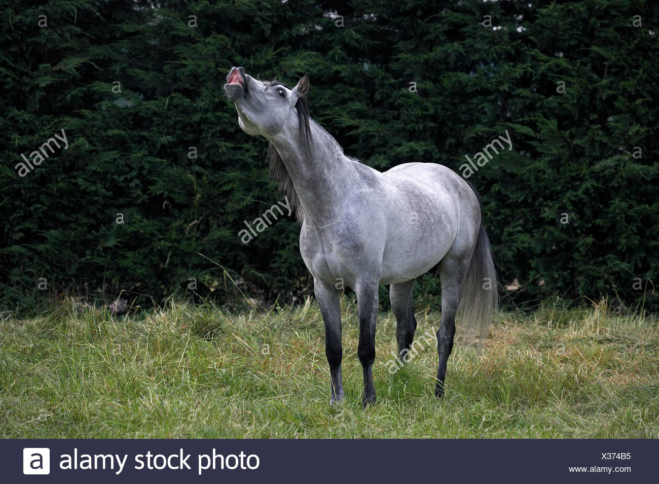 Adult In Flehmen High Resolution Stock Photography and Images - Alamy