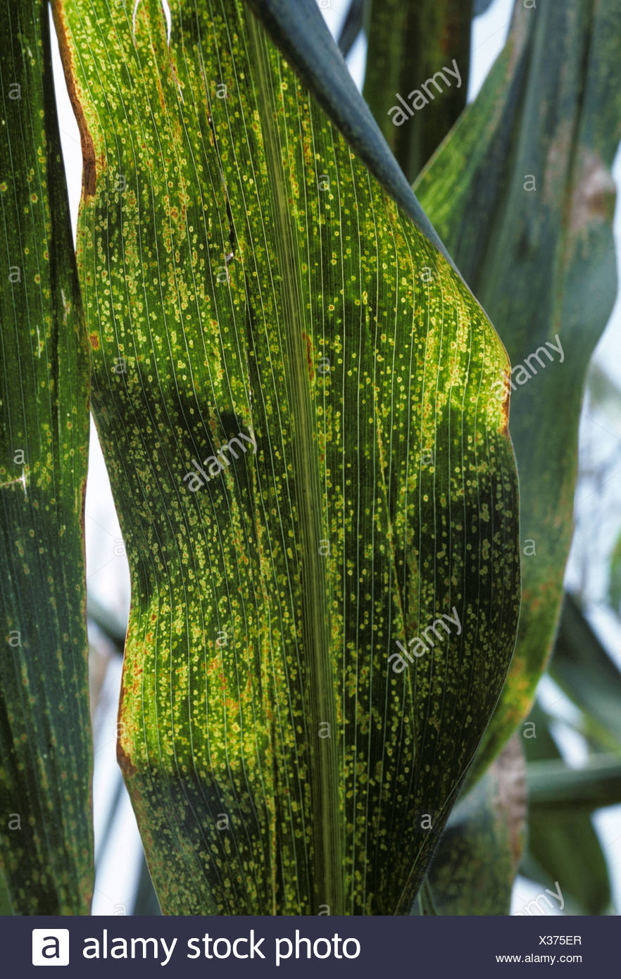 Eyespot Disease High Resolution Stock Photography and Images - Alamy