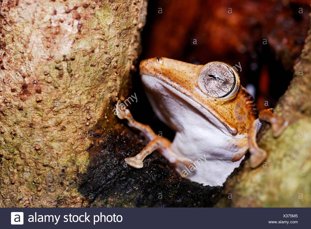Tree Hole Frog High Resolution Stock Photography and Images - Alamy