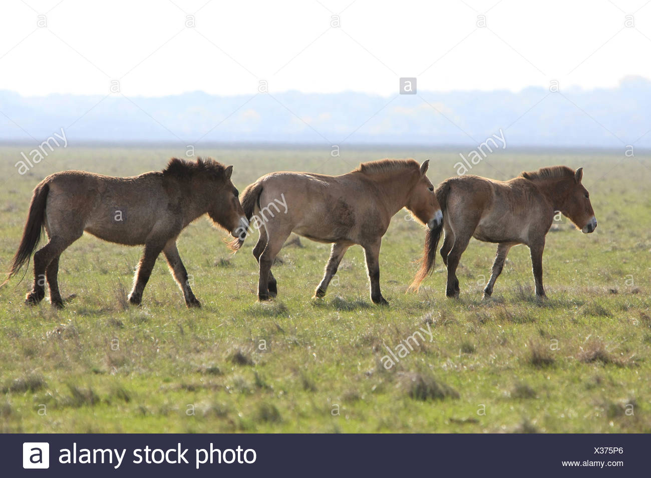 Tarpan High Resolution Stock Photography and Images - Alamy